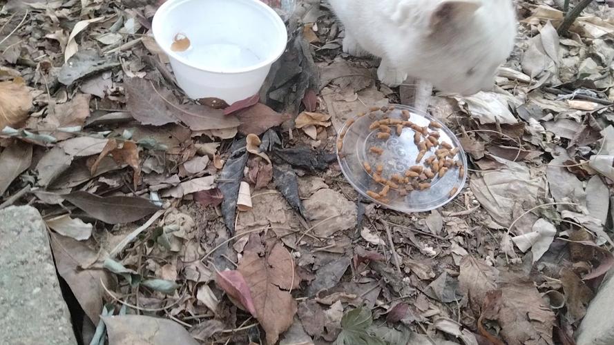 母流浪猫打架截图