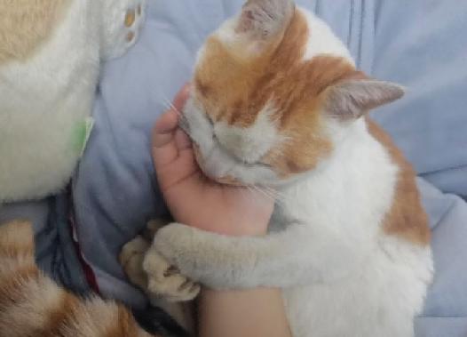 橘猫会离家出走吗图标