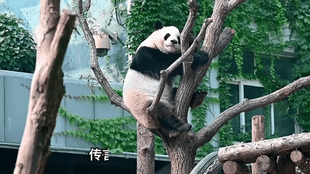 熊猫赚钱图标