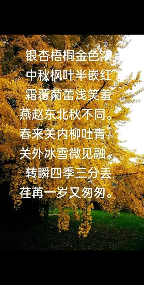 一叶梧桐解半秋下一句图标