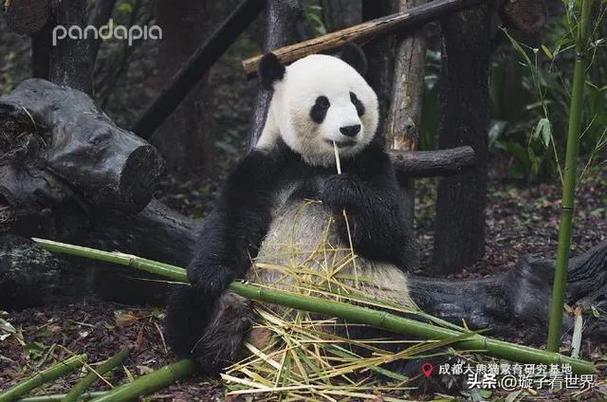 大熊猫龙古截图