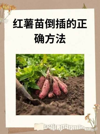 红薯的种植方法图标