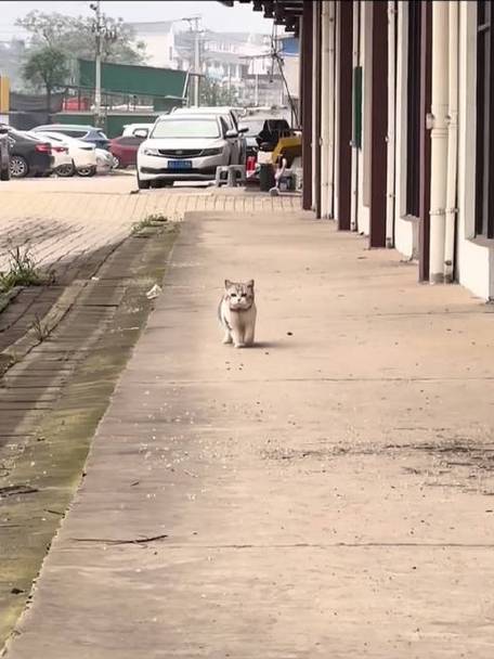 猫走路不走猫步图标