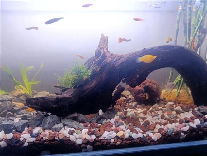 鱼缸沉木图片大全欣赏