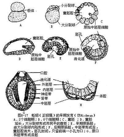 子宫植虫图标