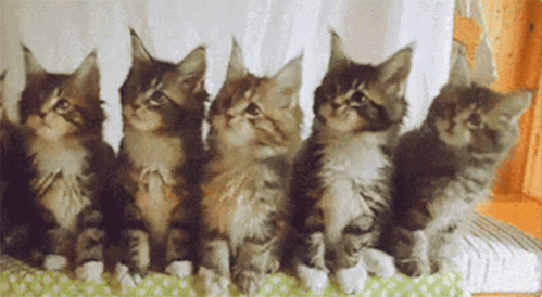 猫摇头表情包gif图标