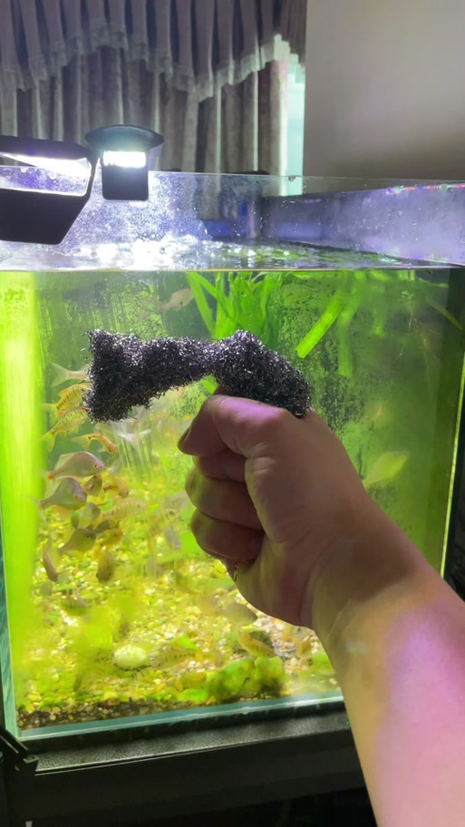 鱼缸绿苔怎么清理图标
