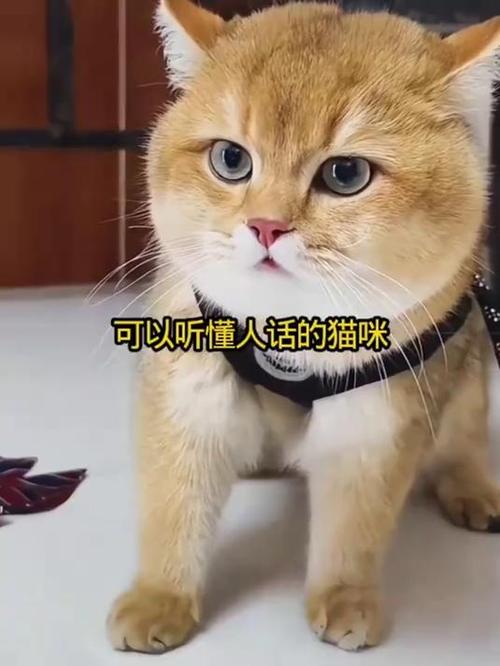 美短能听懂人话吗图标