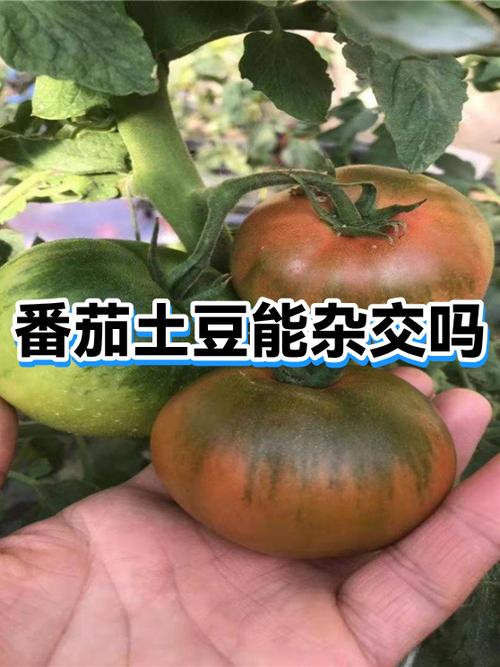 番茄土豆app怎么用图标