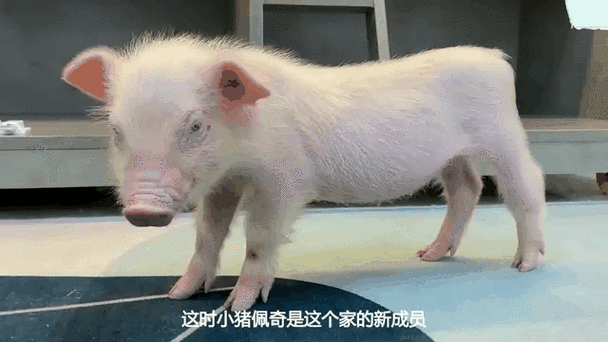 猪猪奔跑动图图标