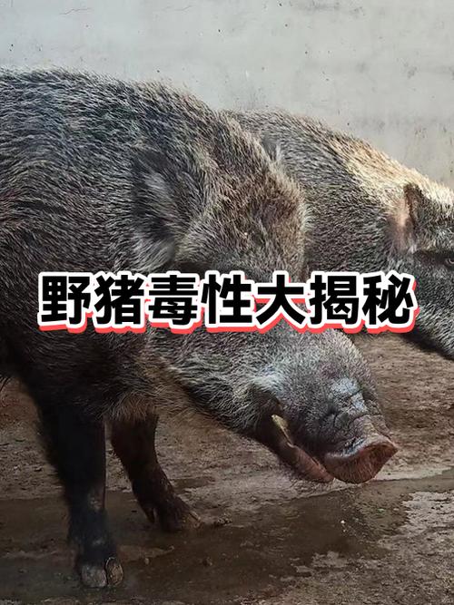 野猪是咬人还是撞人图标