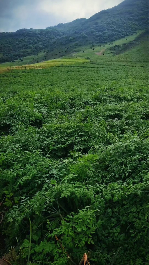 逍遥小药农截图