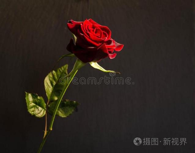 UMC玫瑰最惊艳的视频图标
