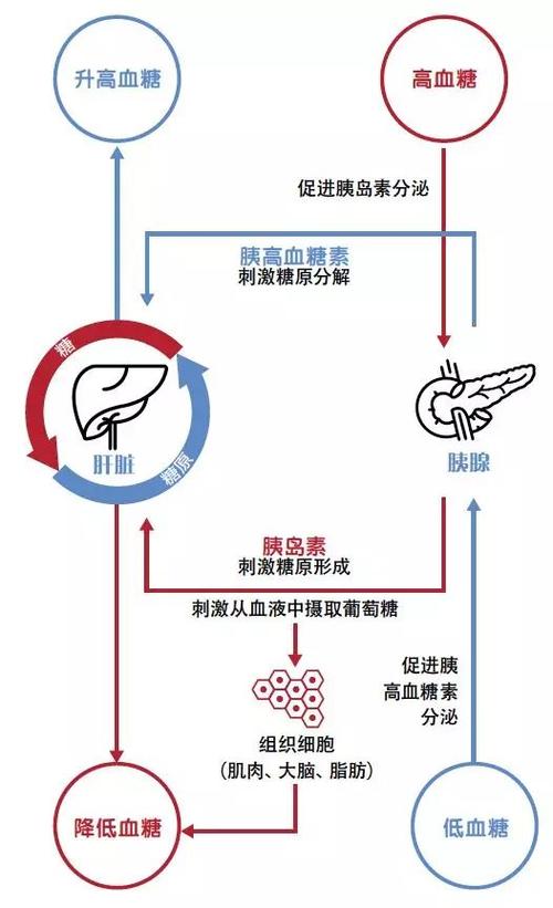 胰岛素的三大作用图标