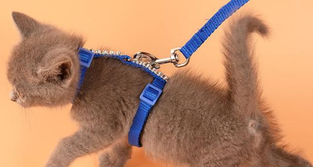 拴猫绳怎么拴视频图标