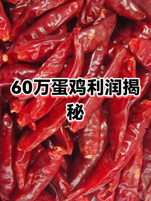 未来三年养鸡行情