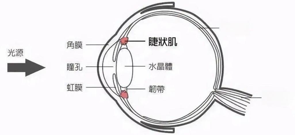 散瞳验光和不散瞳验光的区别截图
