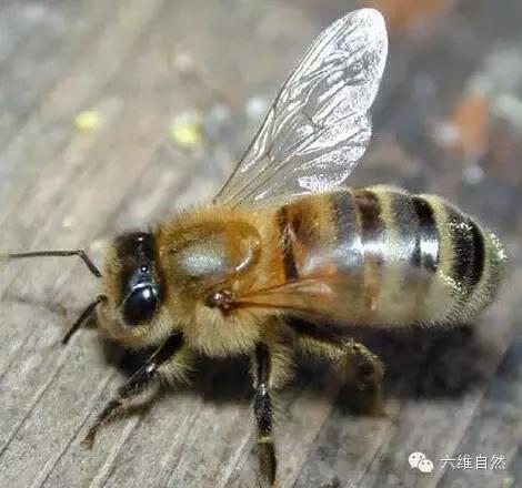 小蜜蜂的优点和缺点截图