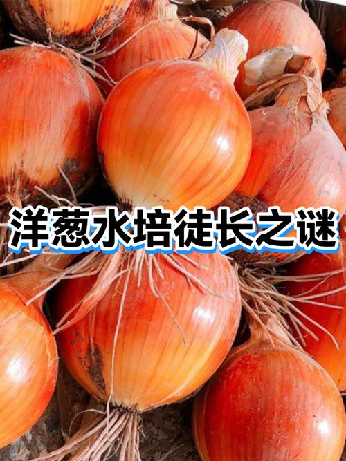 洋葱原唱是五月天还是杨宗纬图标