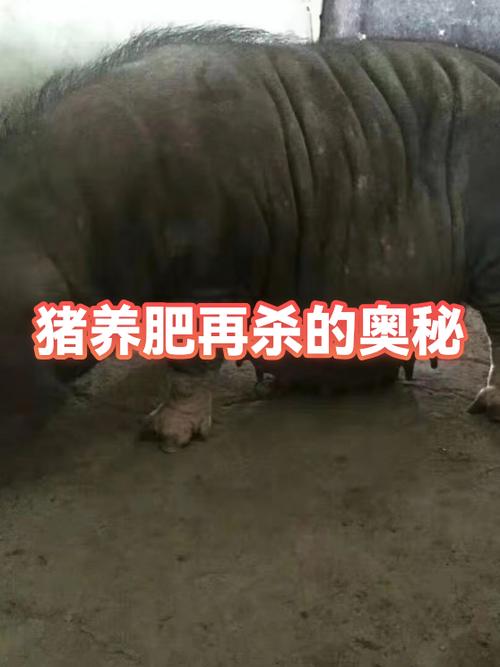 猪有哪些特性和特点图标