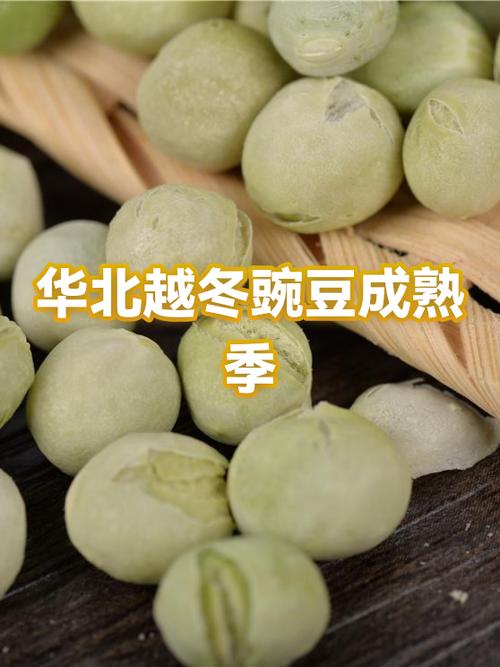 十大豌豆品种排名图标