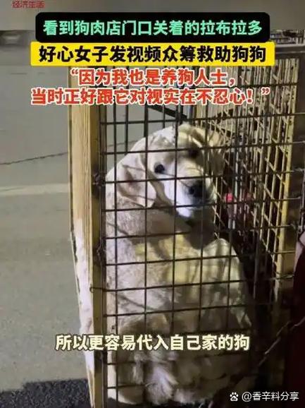 狗狗不想养了怎么转卖截图