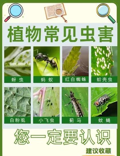 小黑飞虫怎么灭图标