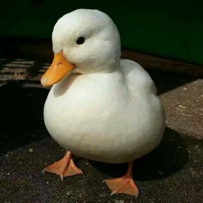 情侣头像鸭图标