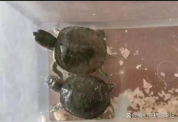 养的乌龟突然不见了图标