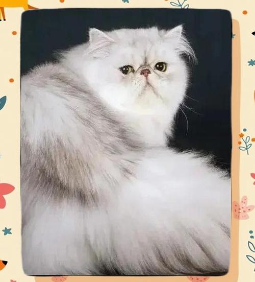 猫最贵的品种图标