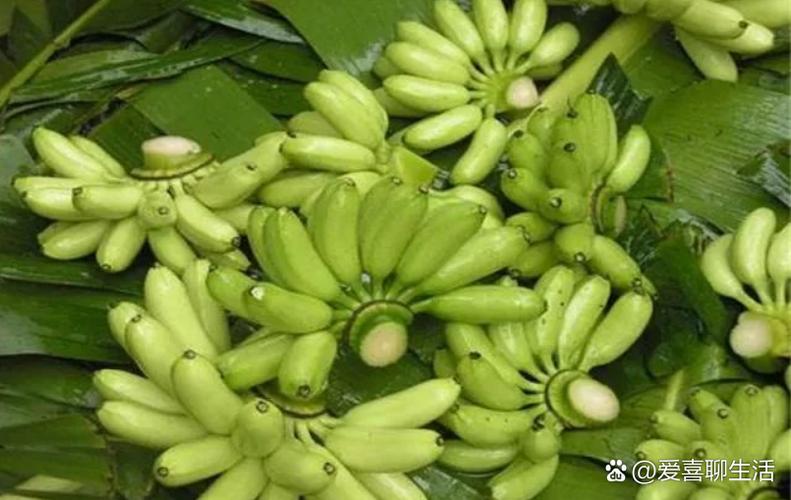 芭蕉和板蕉区别图标