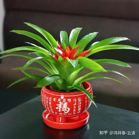 家里养什么花好吸风水旺财图标