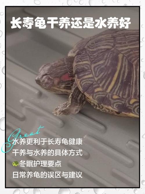 水命人家里养乌龟好吗截图
