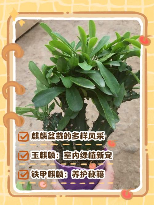 麒麟659和骁龙625的优缺点图标