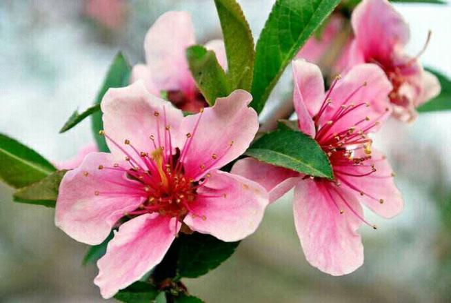含有“情”字的飞花令图标