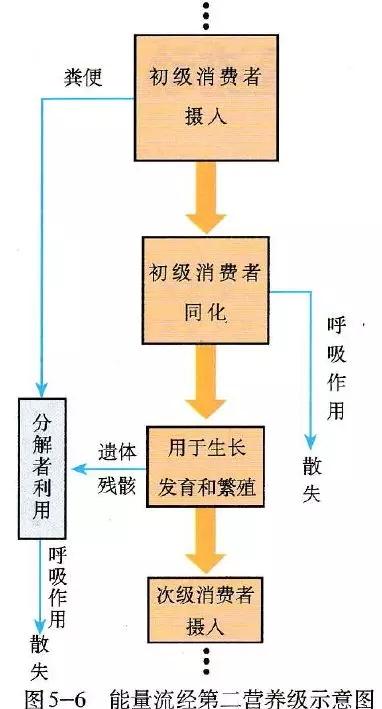 能量流动教学