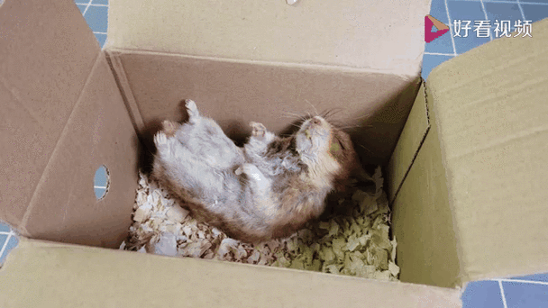仓鼠老死了图标