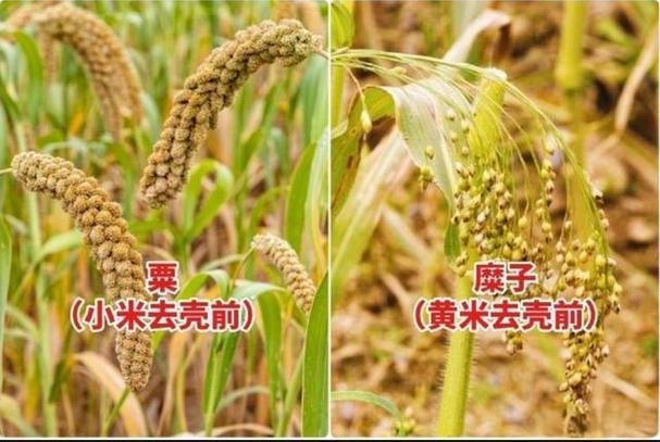 谷子和大米有区别吗