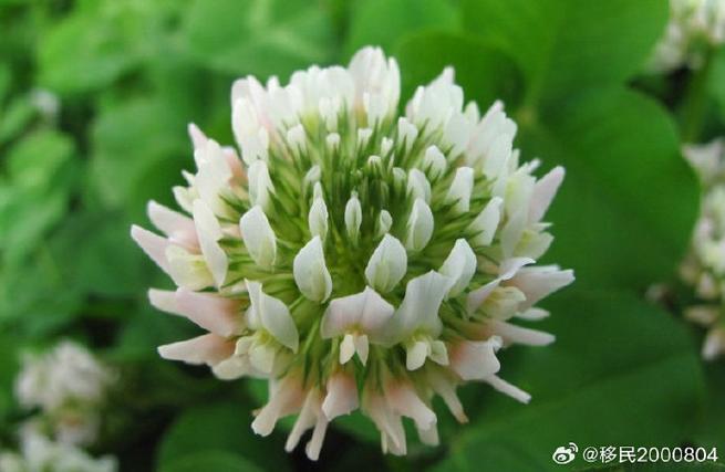 白花苜蓿草可以吃吗图标