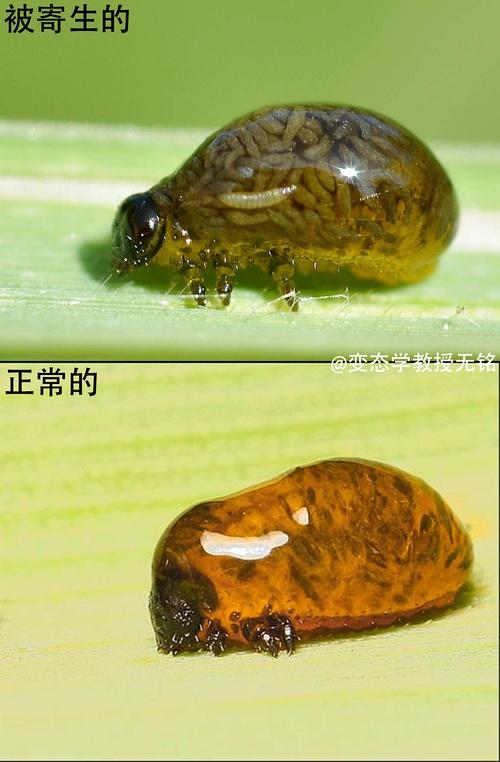 虫虫寄生图标