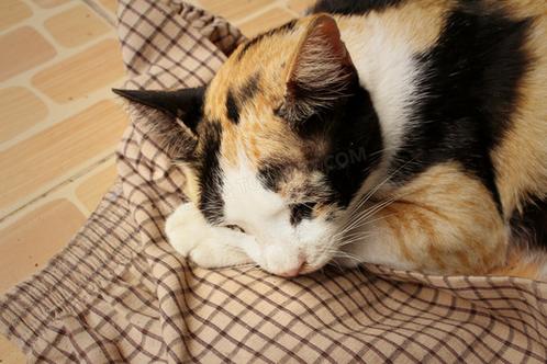 睡着的小花猫截图