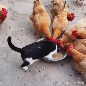 抢鸡赚钱是真的吗图标