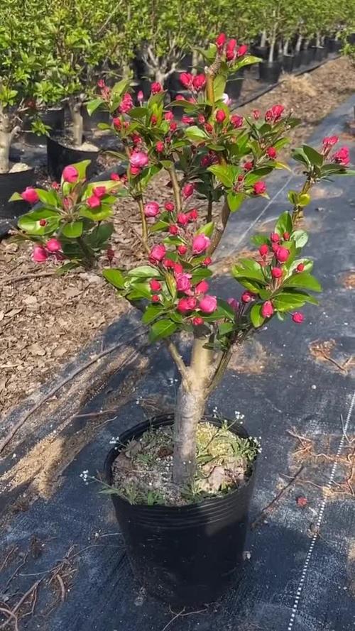 冬红果修剪视频截图
