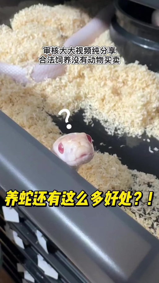 养蛇的好处图标
