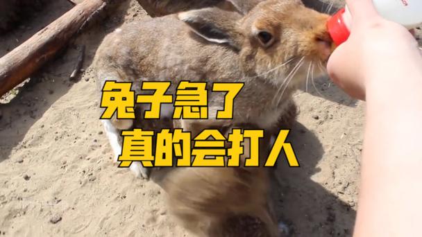 兔子急了也咬人作品截图
