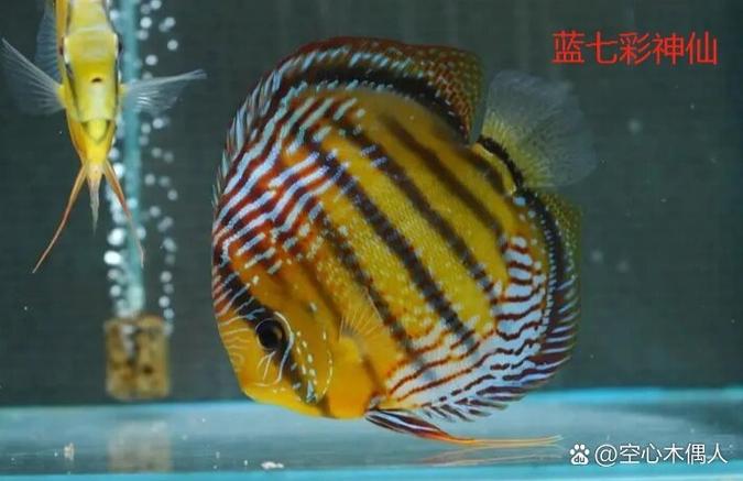 七彩神仙鱼栋线有什么说法吗