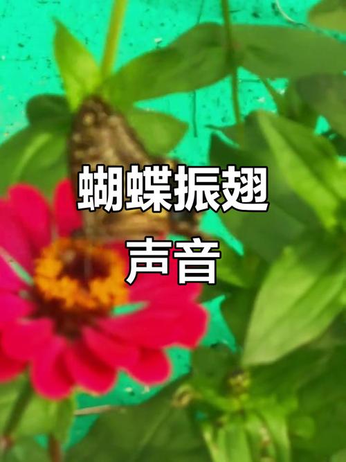 蝴蝶震动翅膀的声音图标