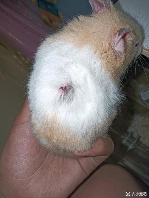 仓鼠皮肤红肿脱毛图标