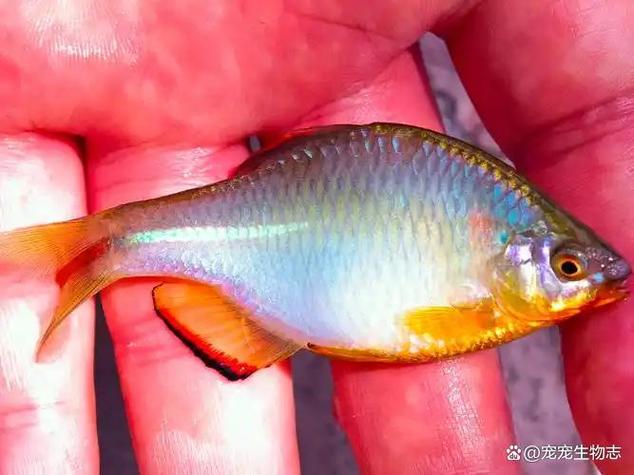 鱼突然炸缸的6个征兆图标