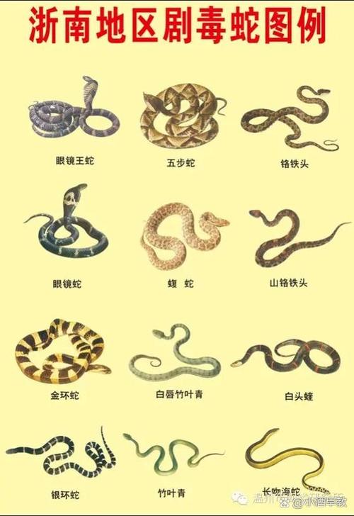 农村十大无毒蛇图片图标